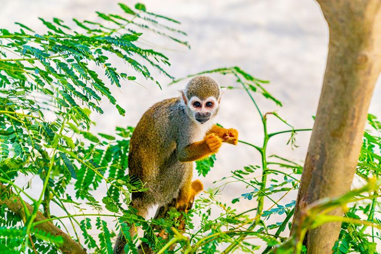 Monkeyland – LHVC Excursions